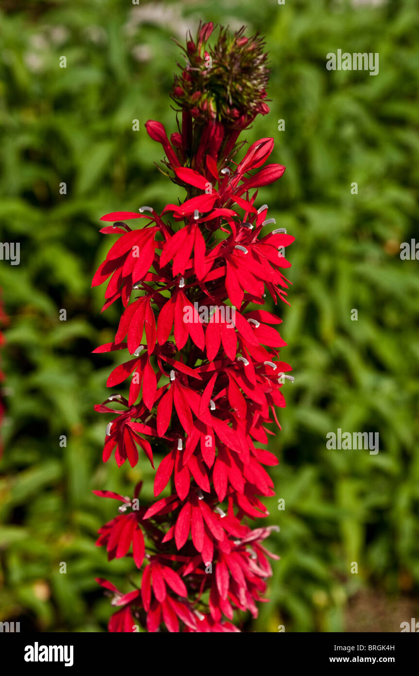 Lobelia cardinalis hi-res stock photography and images - Alamy
