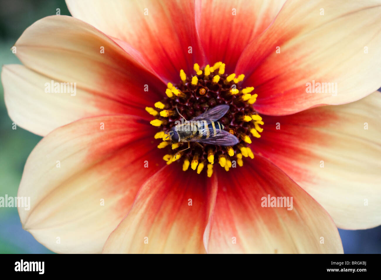 Insect on a flower Stock Photo - Alamy