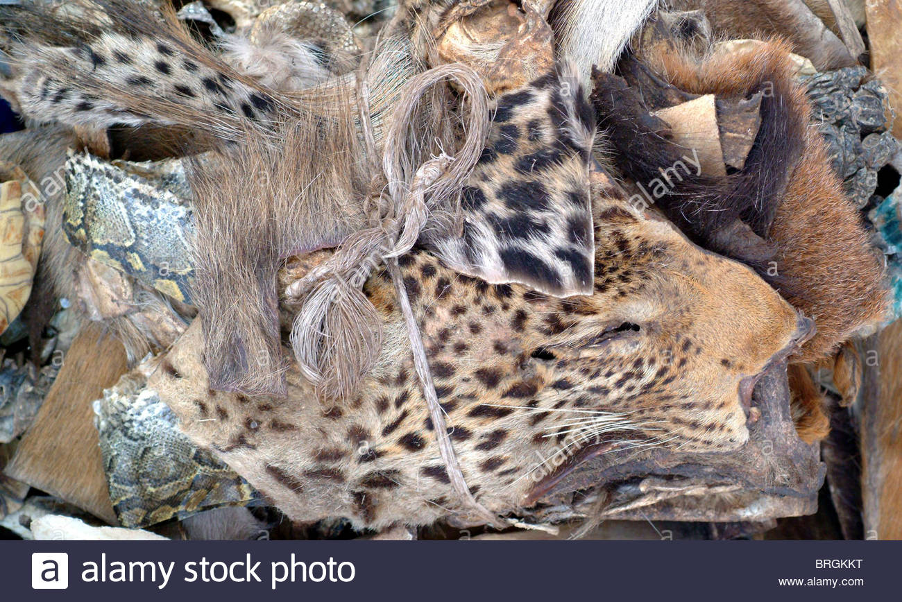 Leopard Skins Stock Photos & Leopard Skins Stock Images - Alamy
