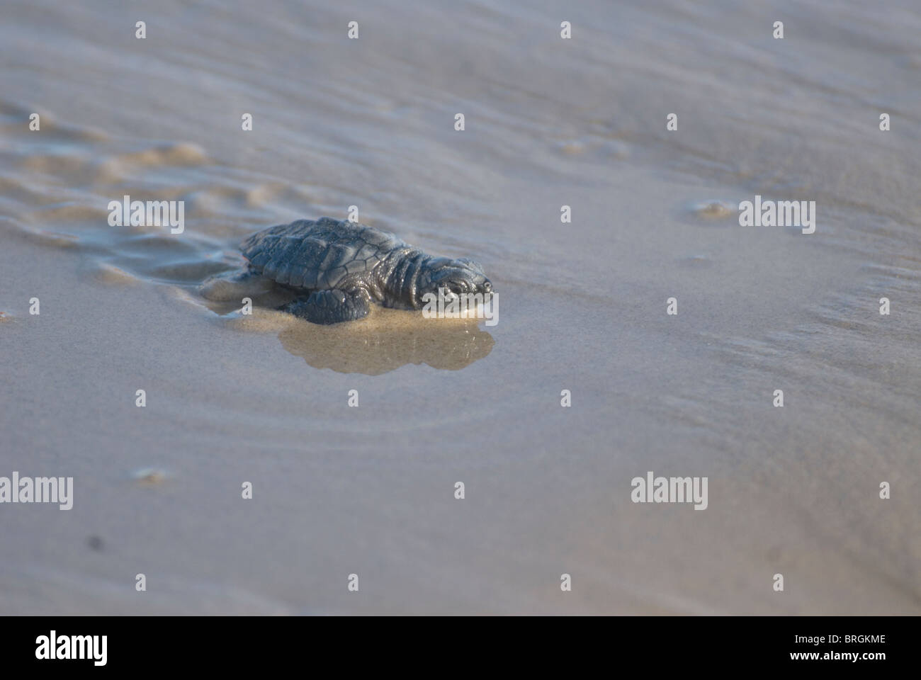 Kemp ridley turtle, Lepidochelys kempii, South Padre Island, Texas USA ...
