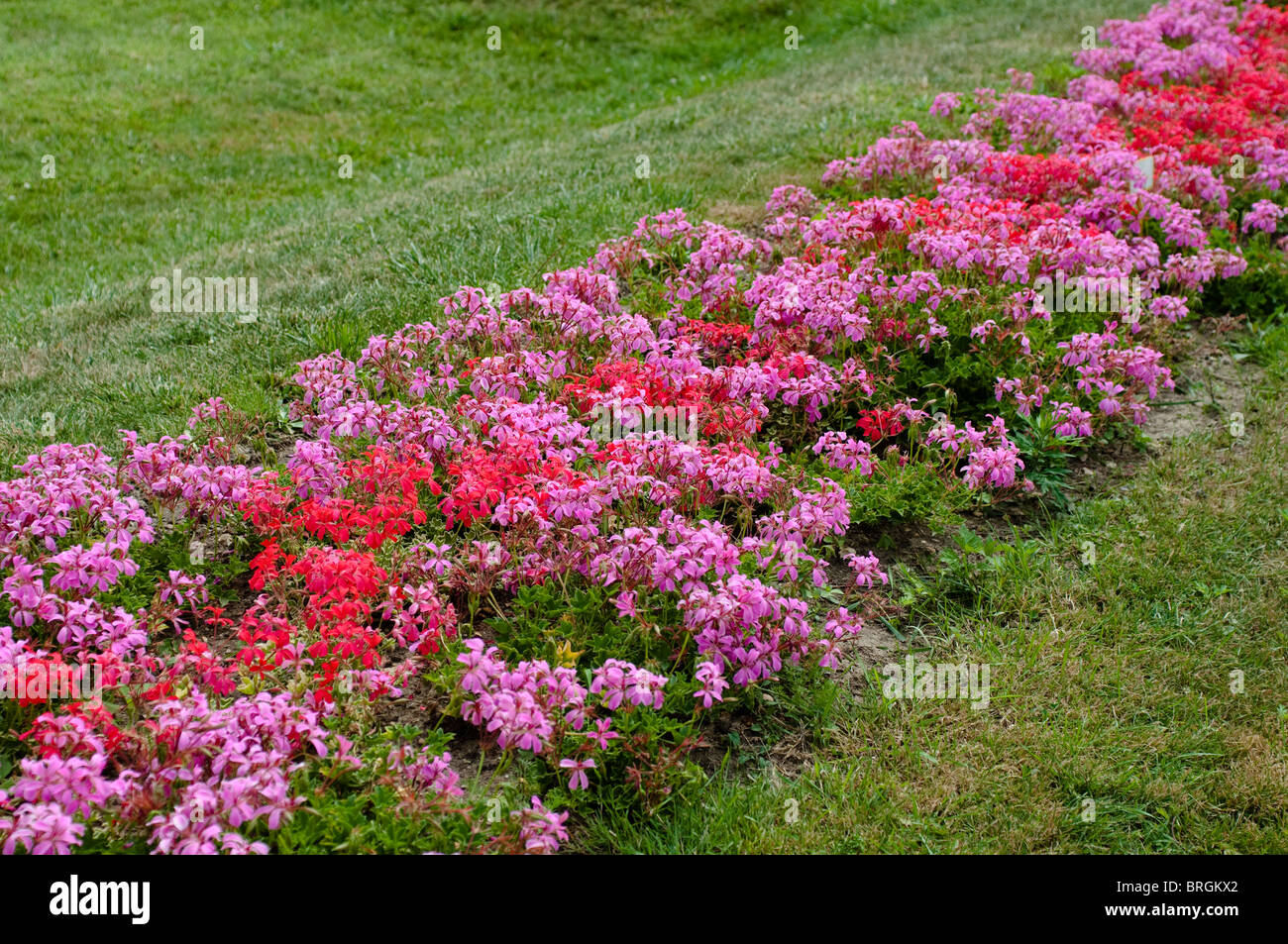 Geranium pelargonium evka hi-res stock photography and images - Alamy