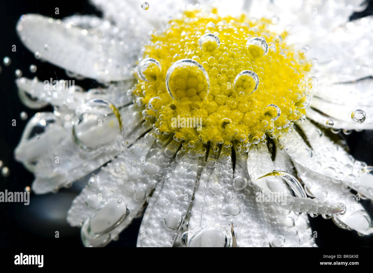 A bubble covered daisy Stock Photo - Alamy