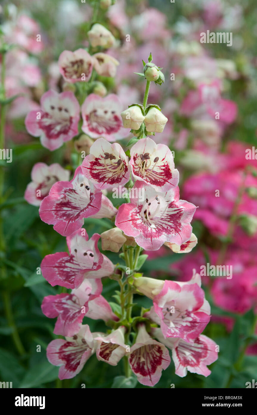 Penstemon hi-res stock photography and images - Alamy