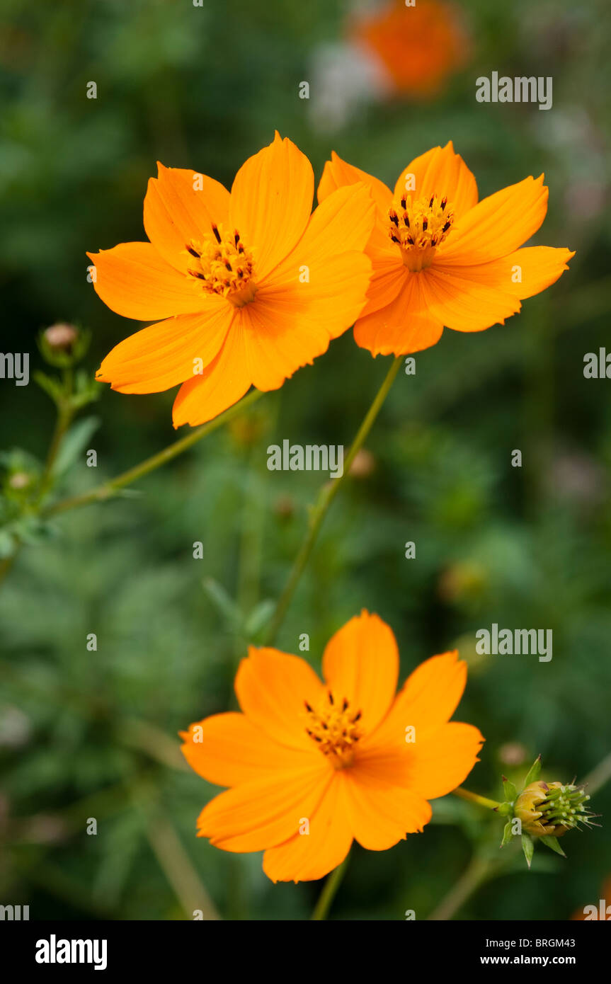 Cosmos sulphureus hi-res stock photography and images - Alamy