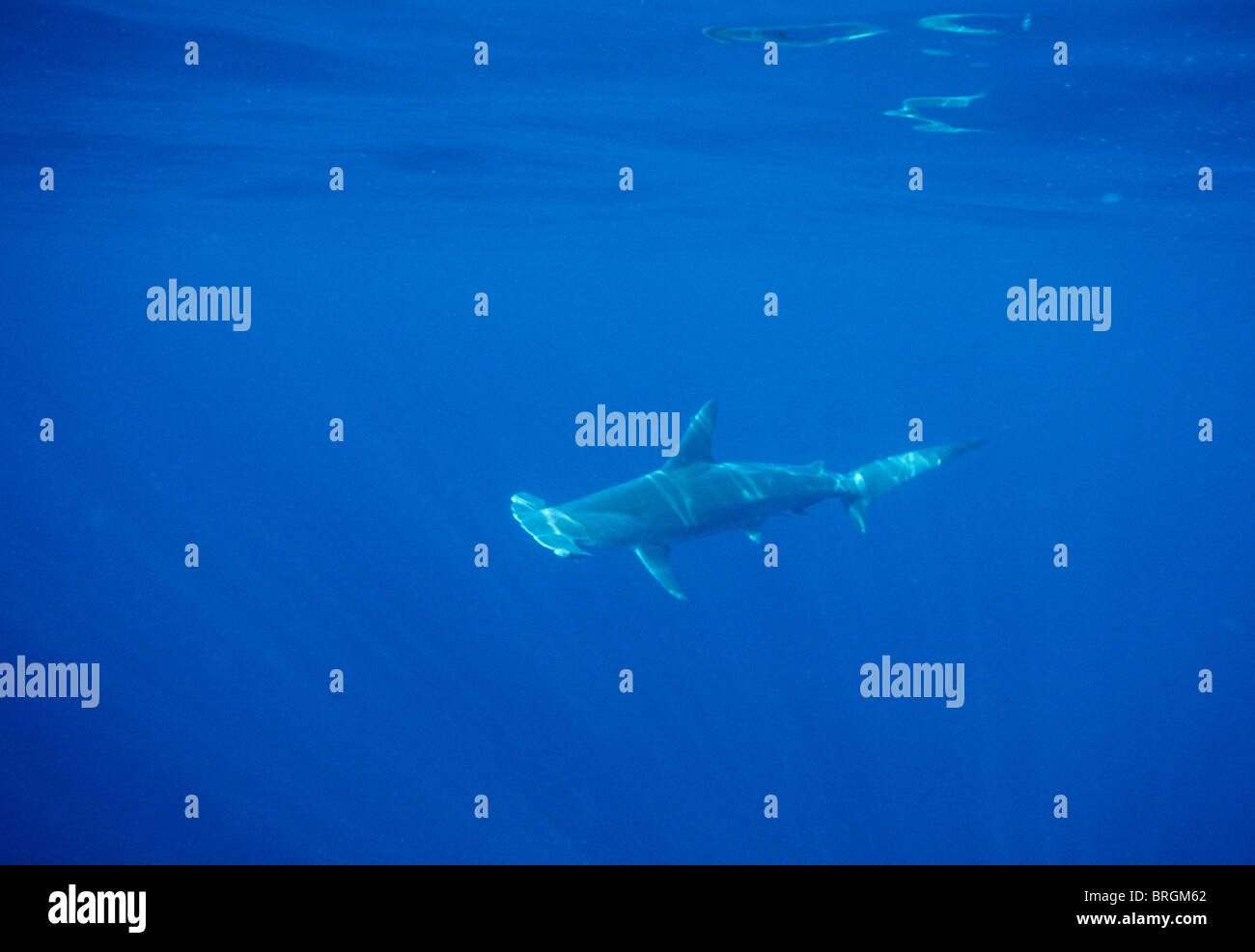 Scalloped Hammerhead shark, Sphyrna lewini, at the East Flower Gardens ...