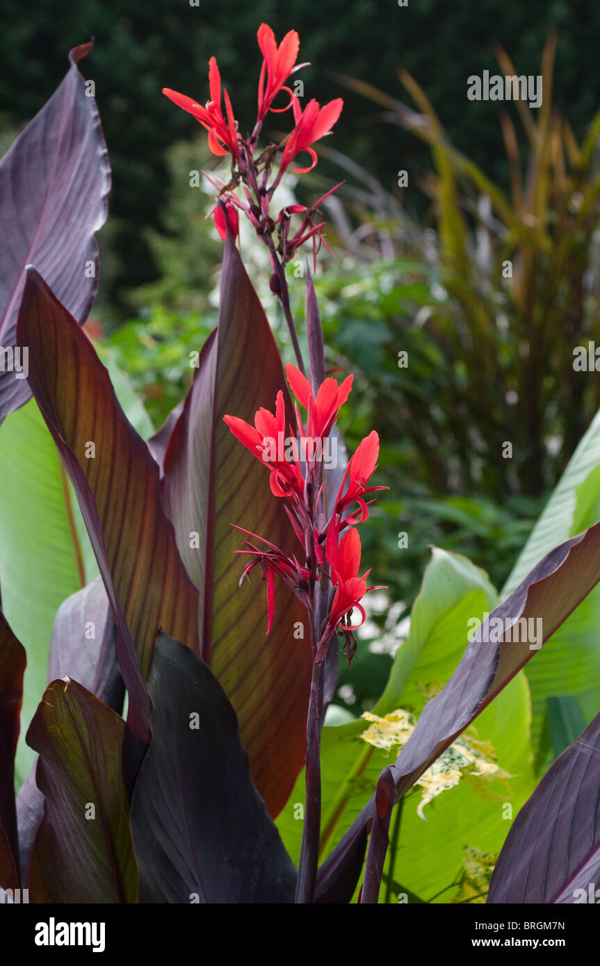 Canna flora hi-res stock photography and images - Alamy
