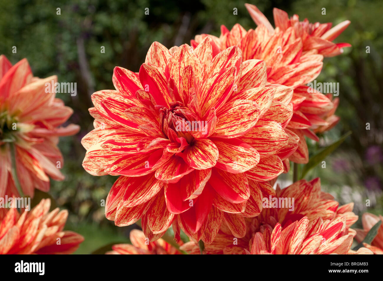 Dahlia decorative neo hi-res stock photography and images - Alamy