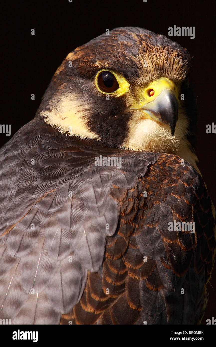 Peregrine Falcon; Falco peregrinus; head-shot; portrait; close-up; bird ...