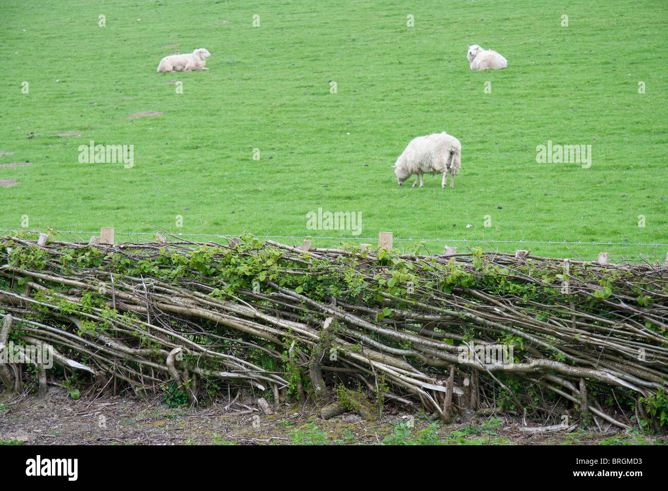 Layered hedge hi-res stock photography and images - Alamy