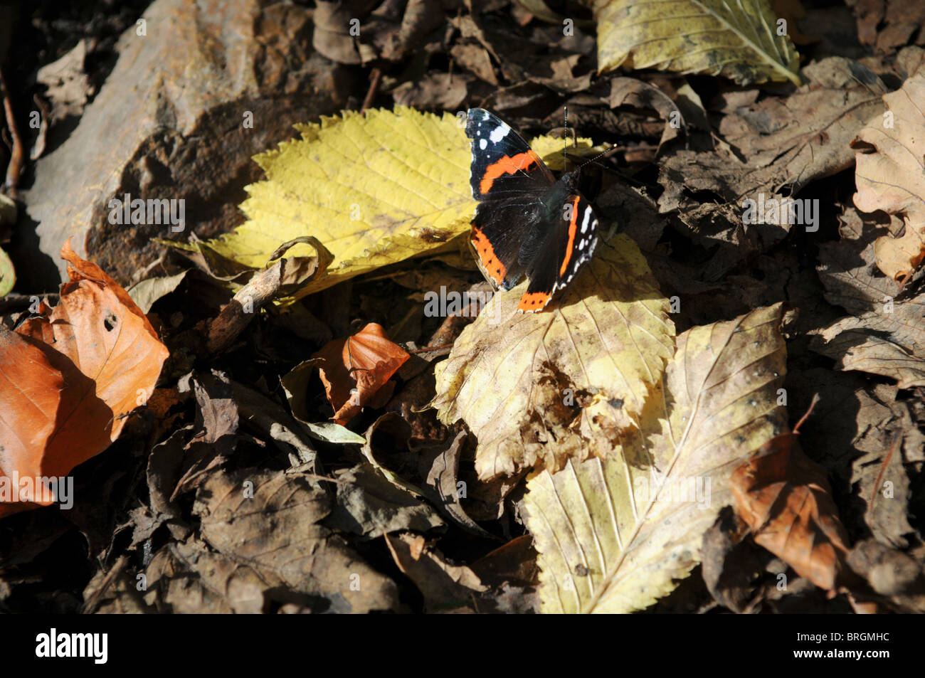 Red Admiral butterfly resting on orange, gold and brown autumn leaves ...