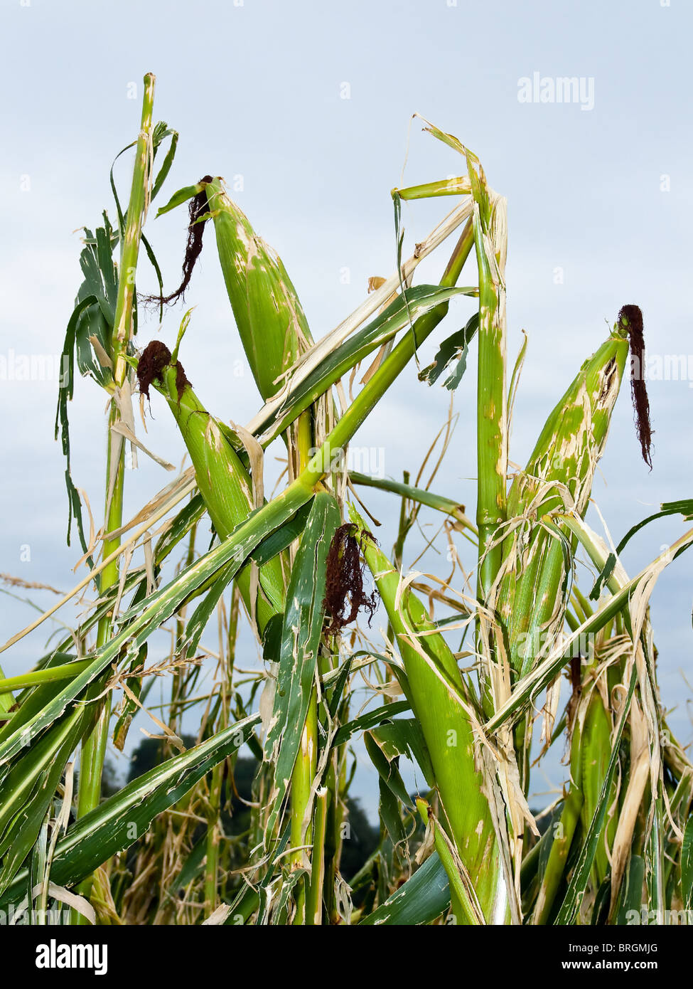 Hail damage crops hi-res stock photography and images - Alamy