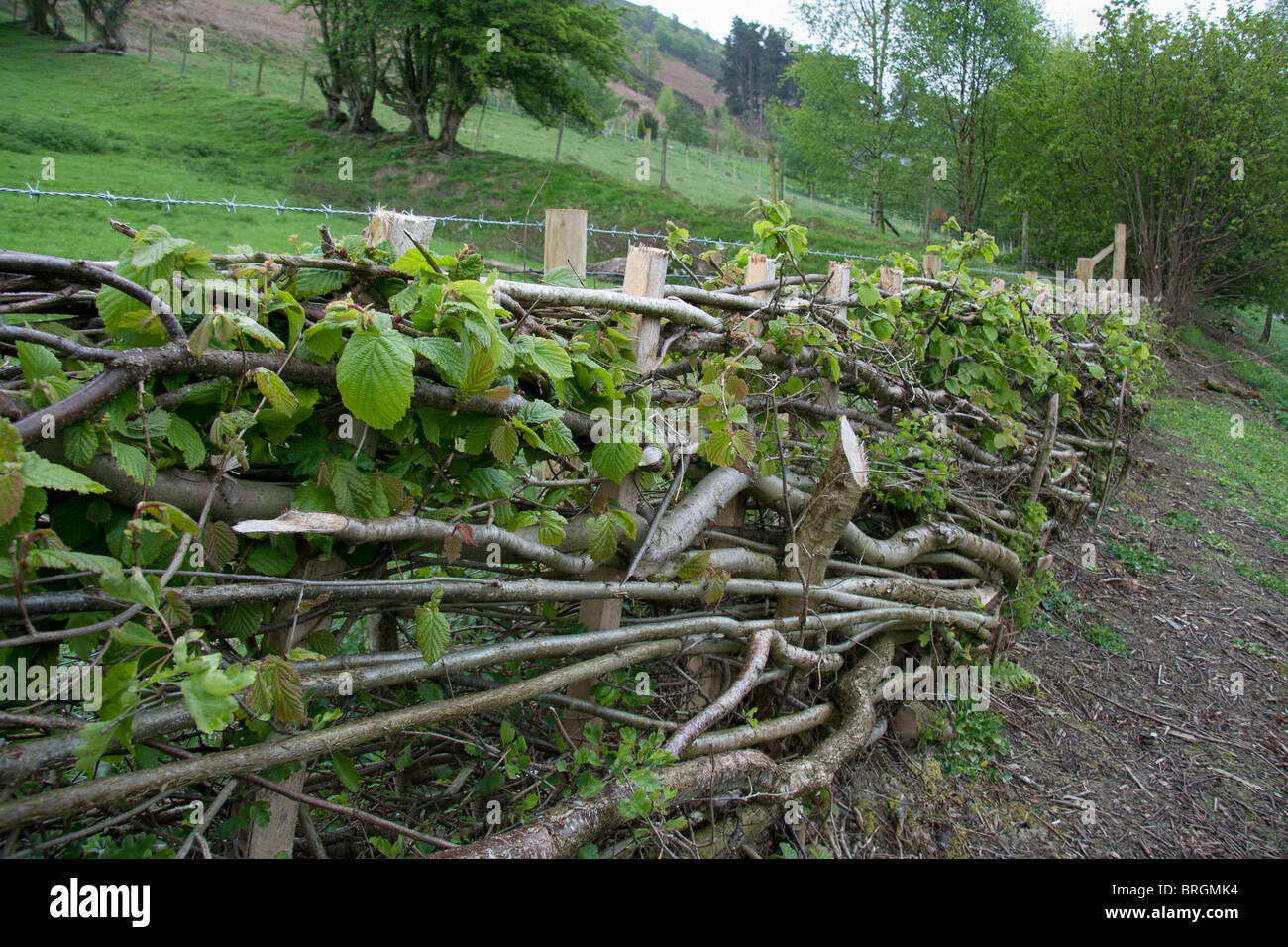 Layered hedges hi-res stock photography and images - Alamy