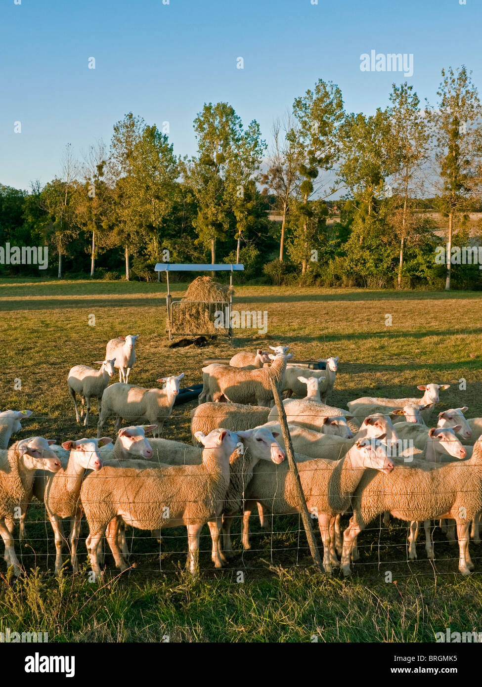French sheep hi-res stock photography and images - Alamy
