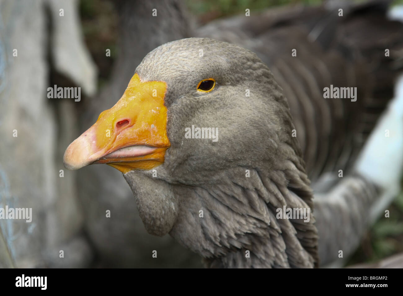 Goose head hi-res stock photography and images - Alamy