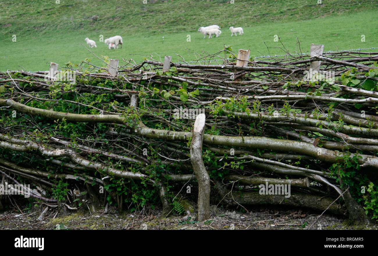 Layered Hedging High Resolution Stock Photography and Images - Alamy