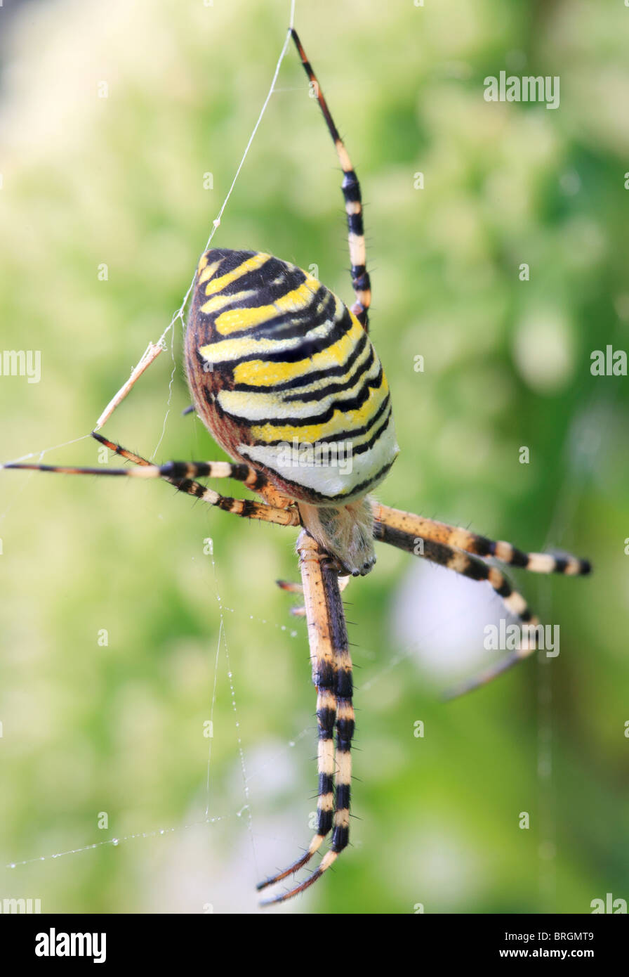Female wasp spider Stock Photo - Alamy