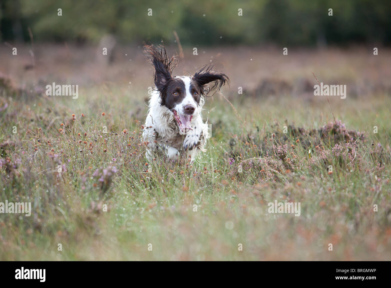 Springer spaniel running through heather Stock Photo - Alamy