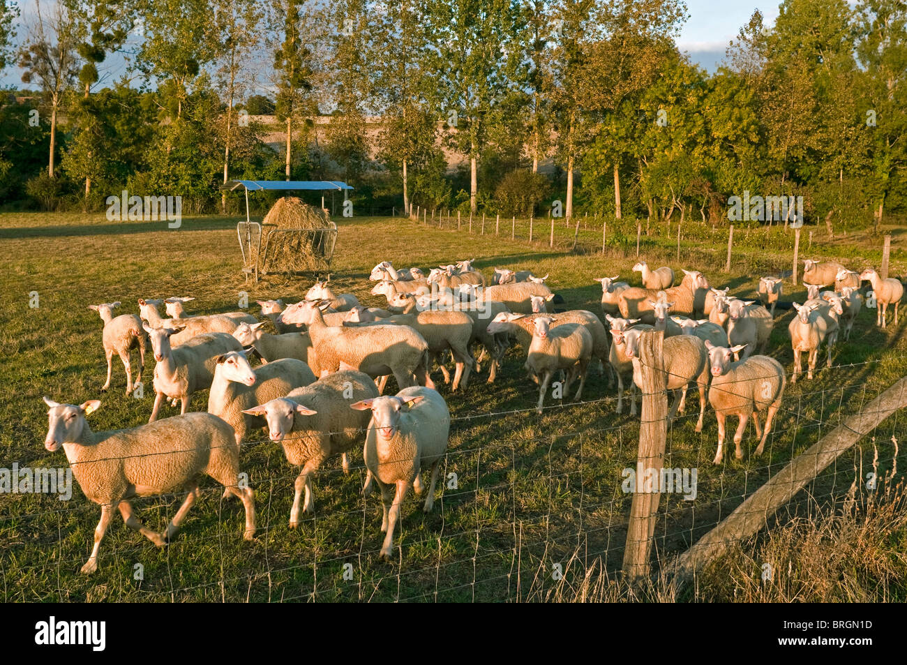 French sheep hi-res stock photography and images - Alamy