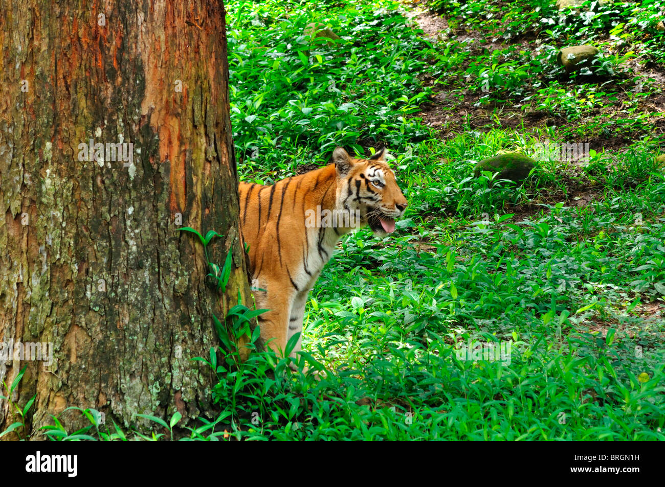 Periyar tiger hi-res stock photography and images - Alamy