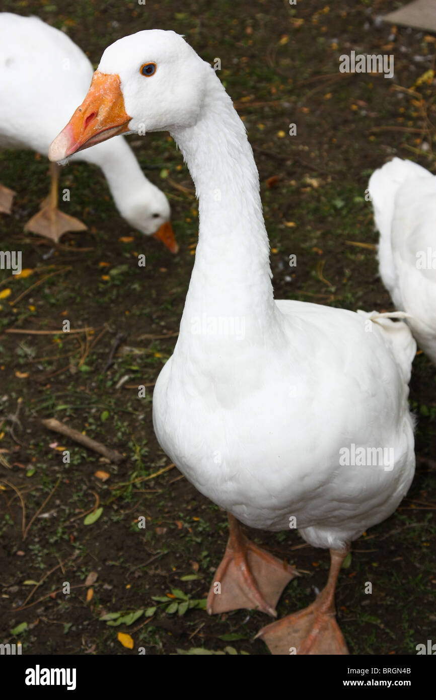 Goose Farm Stock Photos & Goose Farm Stock Images - Alamy