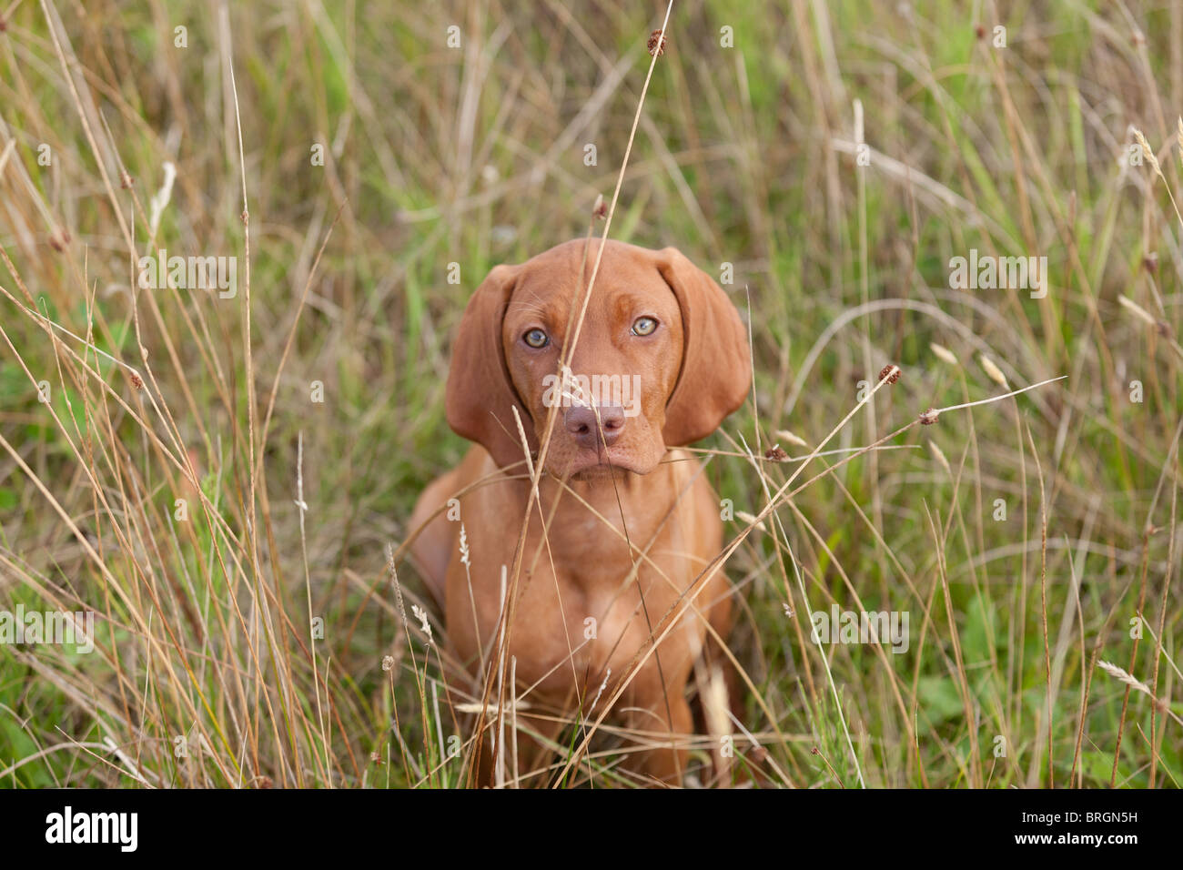 Hungarian vizsla hi-res stock photography and images - Alamy