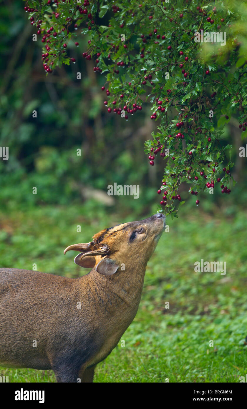 Deer eating berries hi-res stock photography and images - Alamy