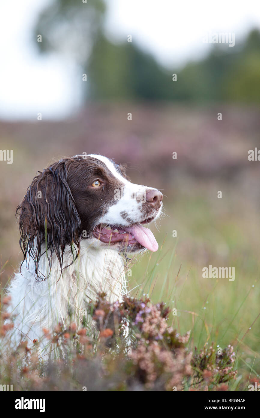 Portrait of Springer Spaniel Stock Photo - Alamy