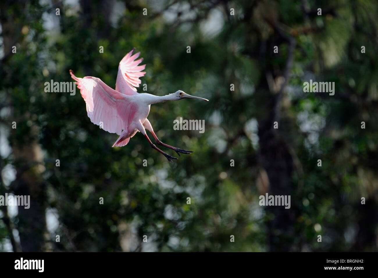 a bright pink roseatte spoonbill in flight Stock Photo - Alamy