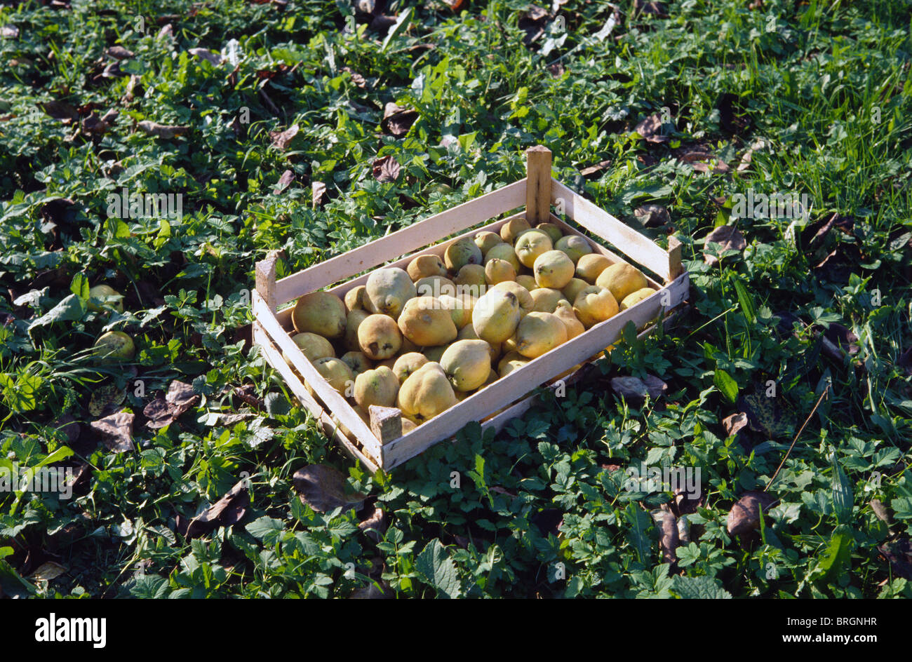 Quince in box Stock Photo - Alamy