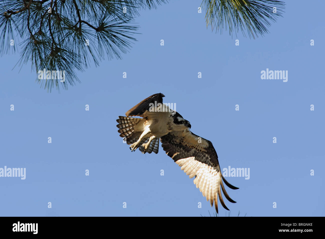 an osprey taking flight from a tree Stock Photo - Alamy