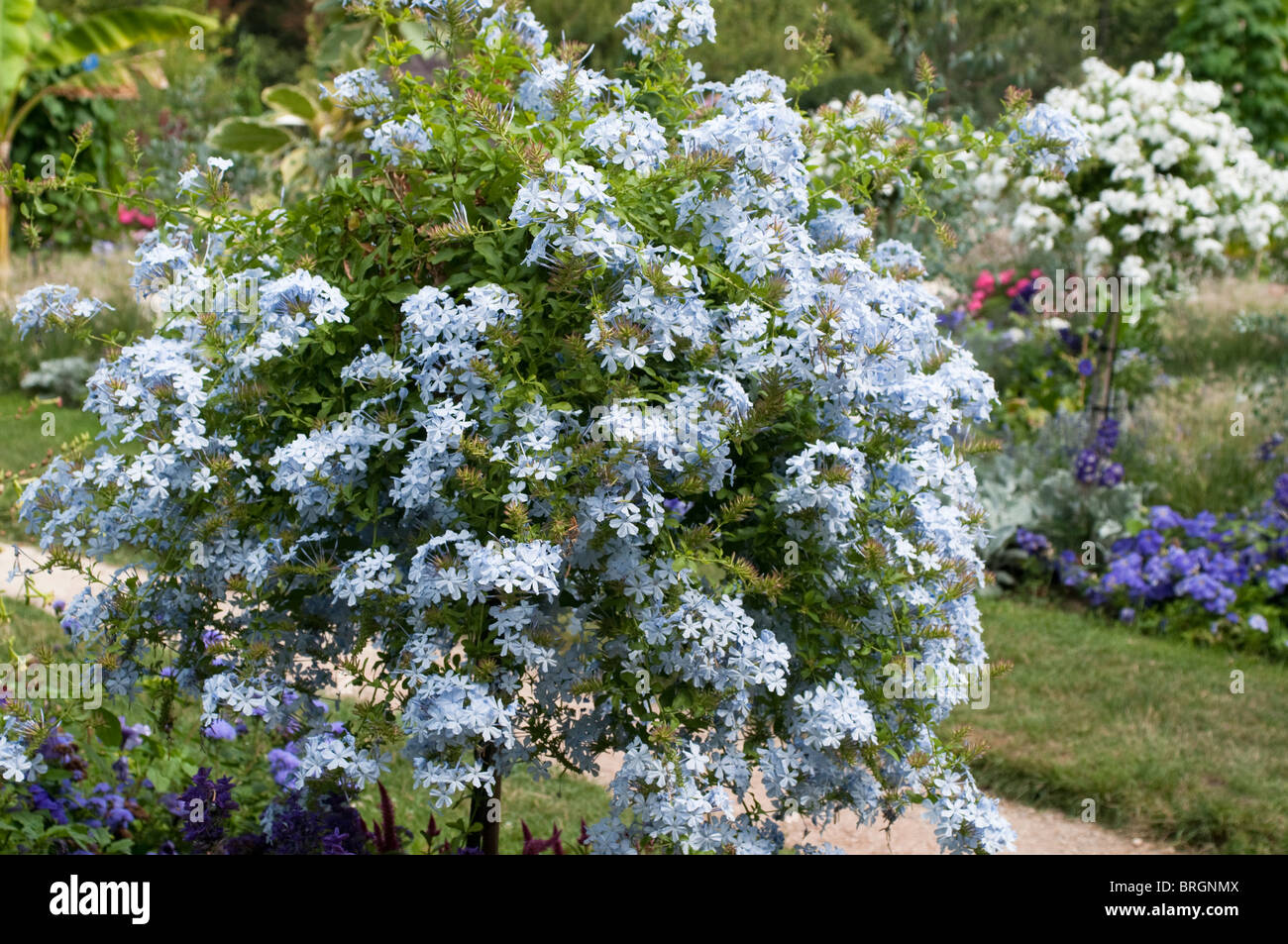 Blue Plumbago or leadwort Stock Photo - Alamy