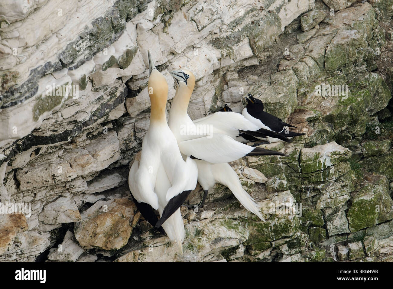 a pair of northern gannets on a cliff edge during breeding season Stock ...