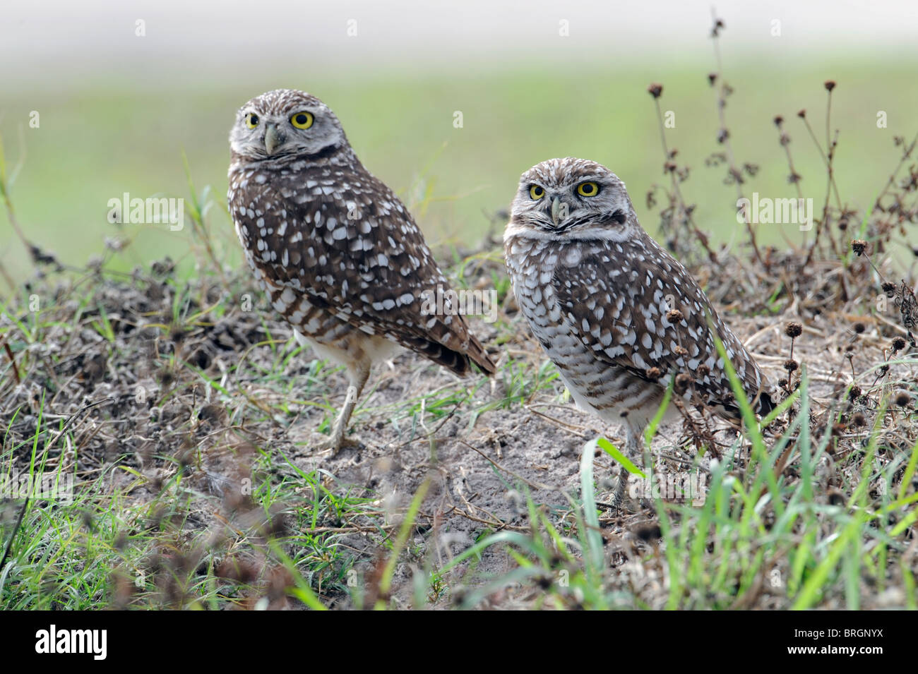 a pair of burrowing owls at the nest entrance Stock Photo - Alamy