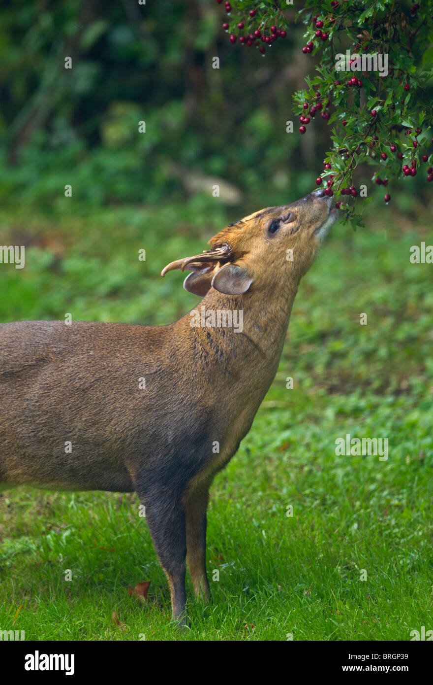 Deer eating berries hi-res stock photography and images - Alamy