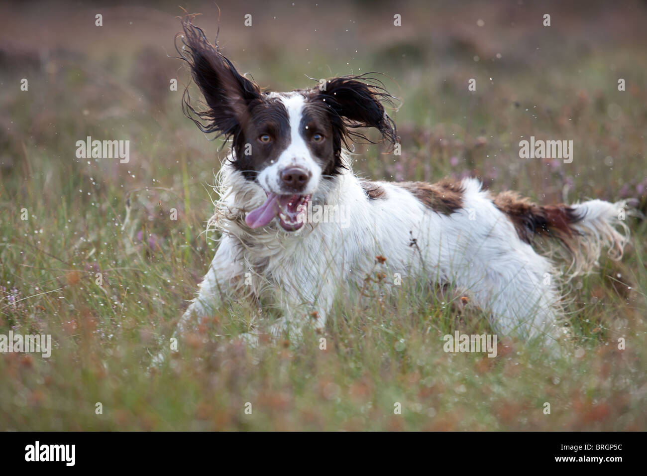 Springer spaniel running Stock Photo - Alamy