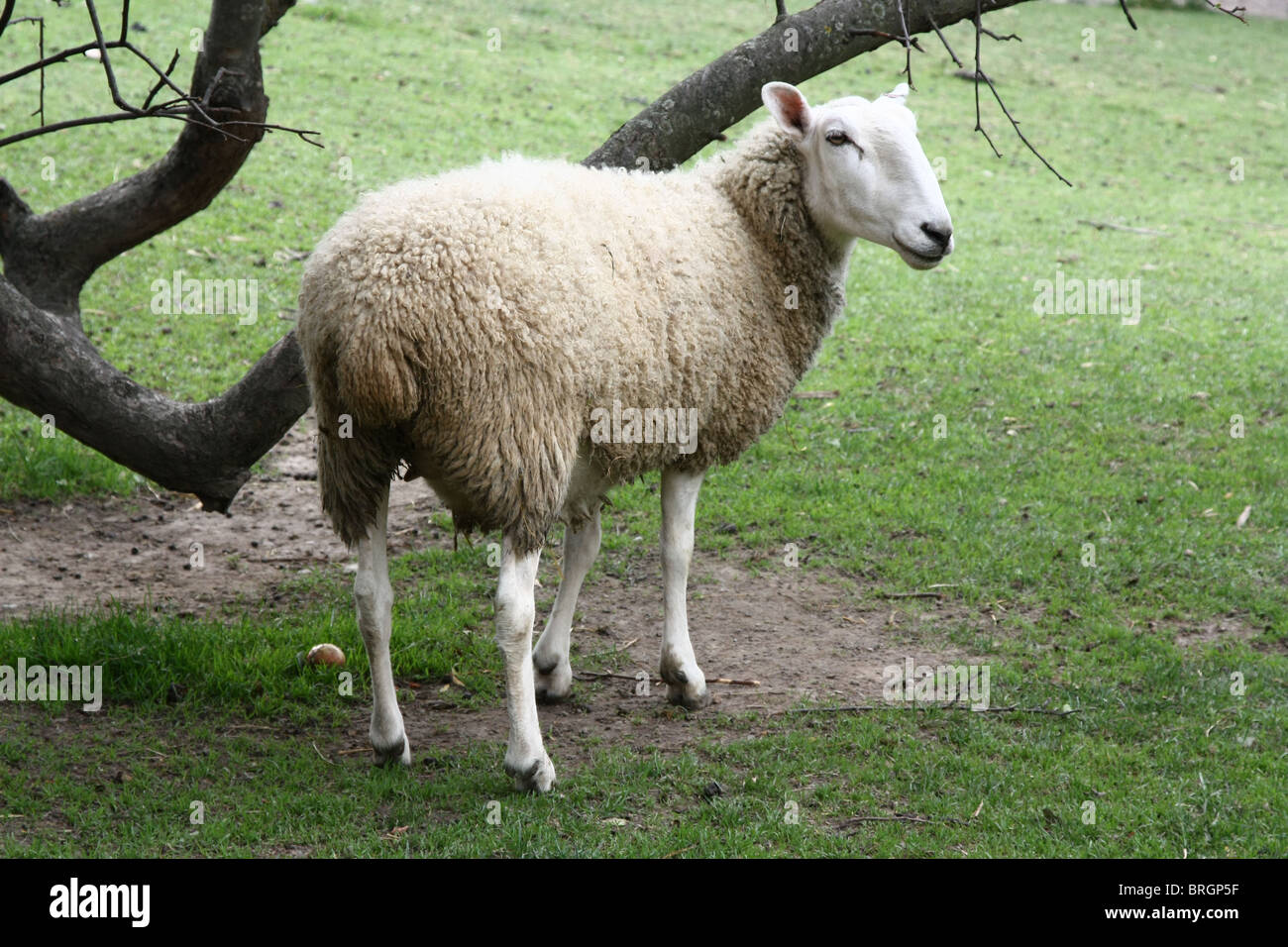 Sheep alone hi-res stock photography and images - Alamy
