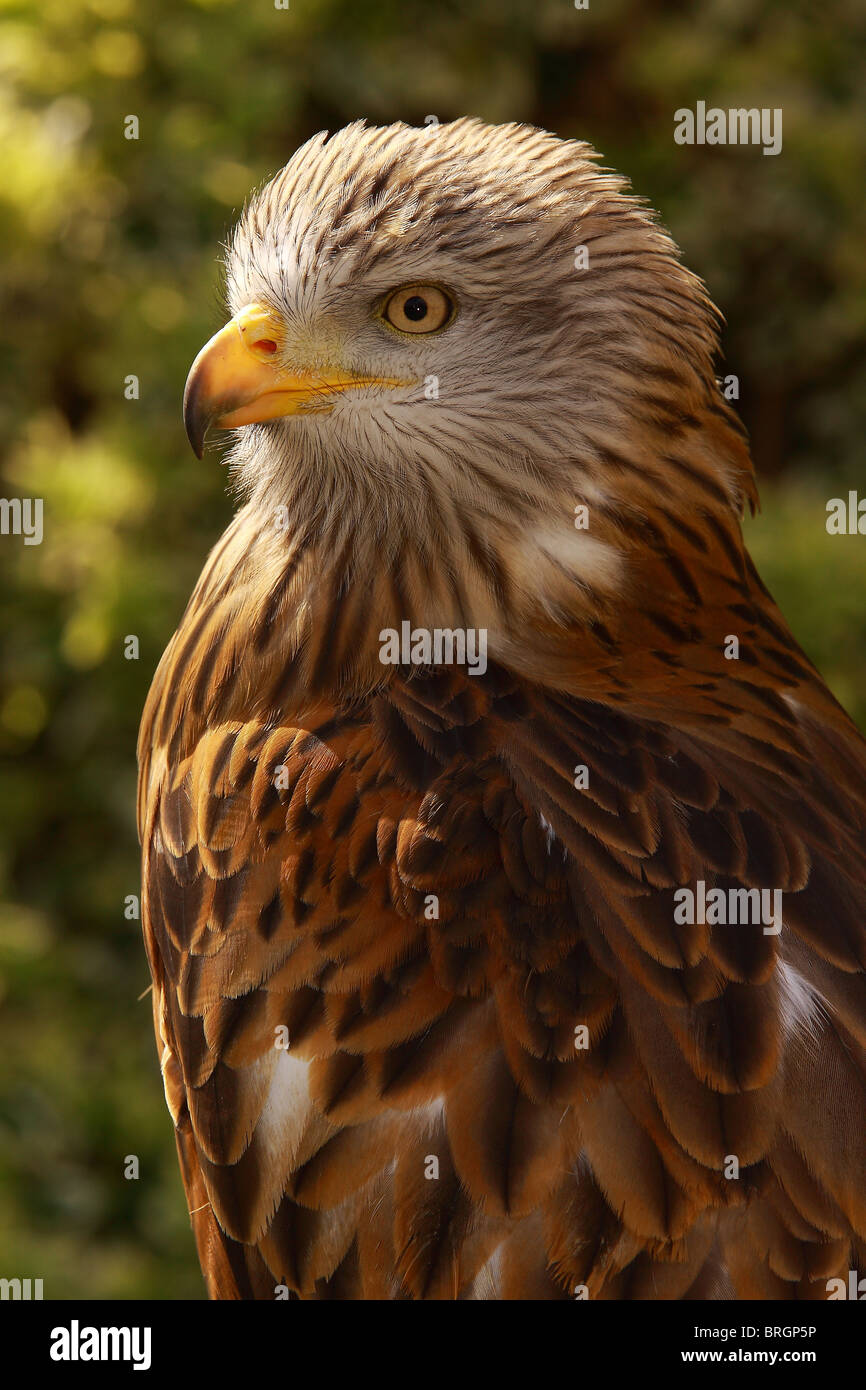 Red Kite; Milvus milvus; head-shot; portrait; close-up; bird of prey ...
