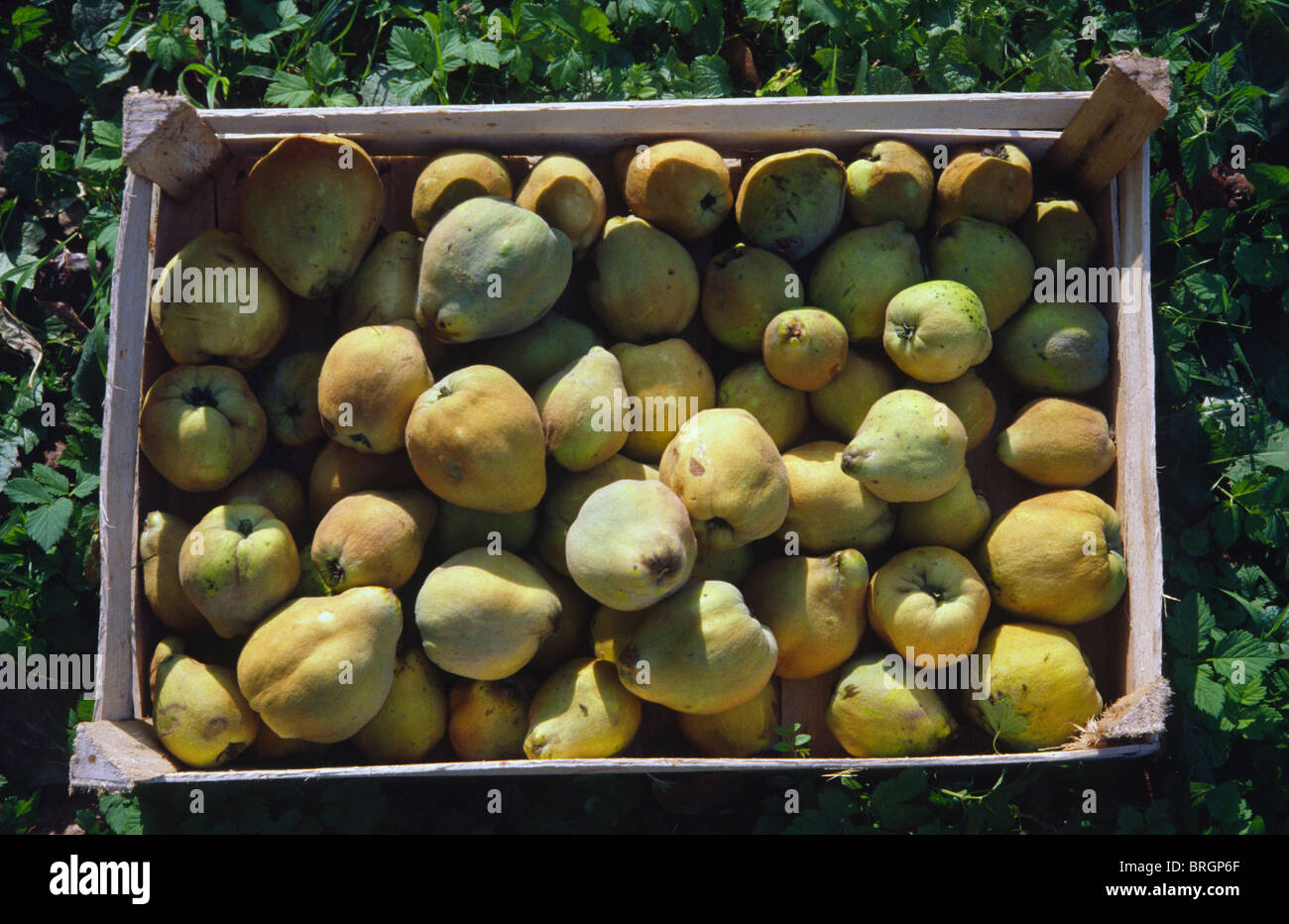 Quince in box Stock Photo - Alamy