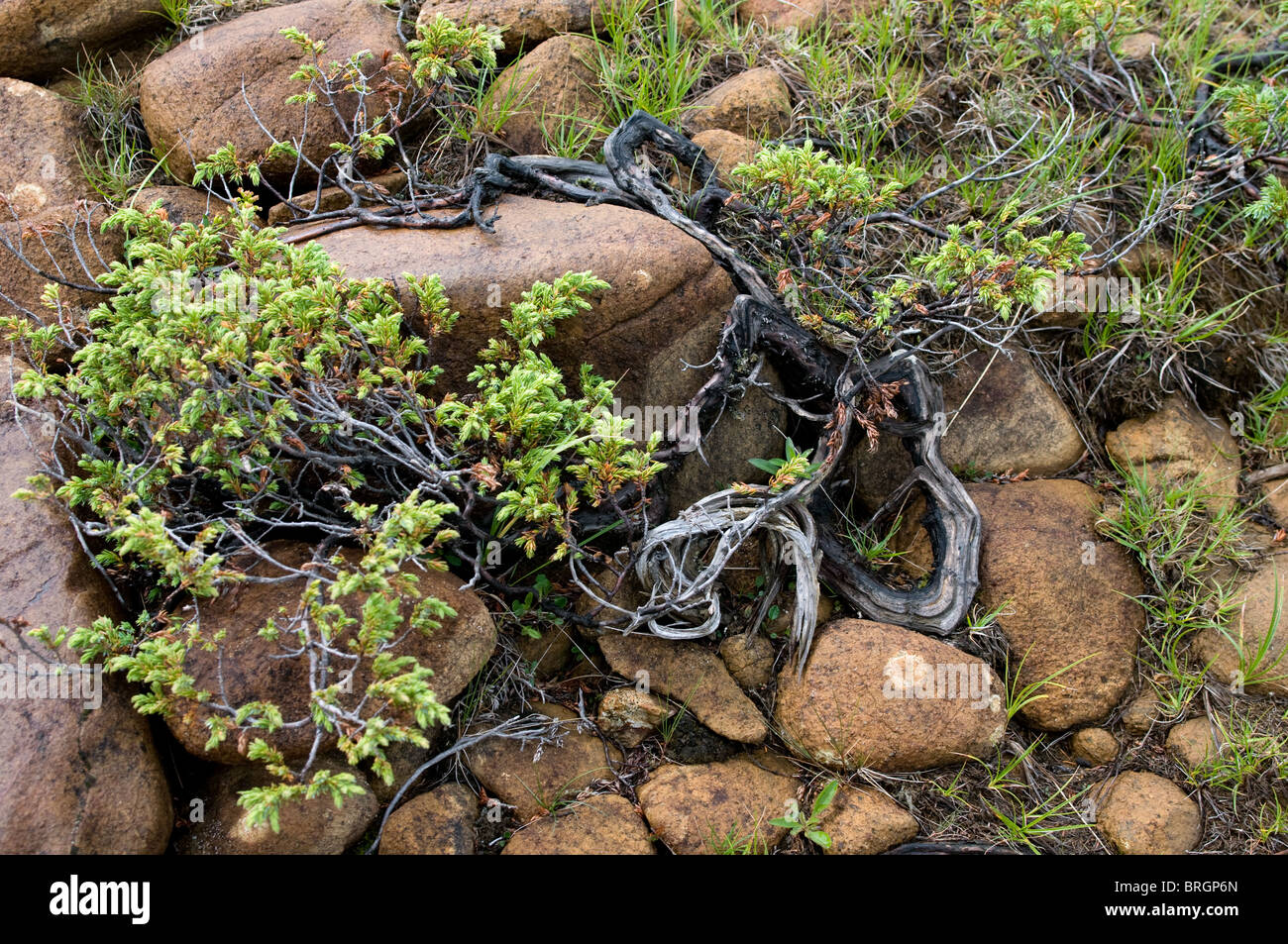 stunted juniper in preriodotite rock Stock Photo - Alamy