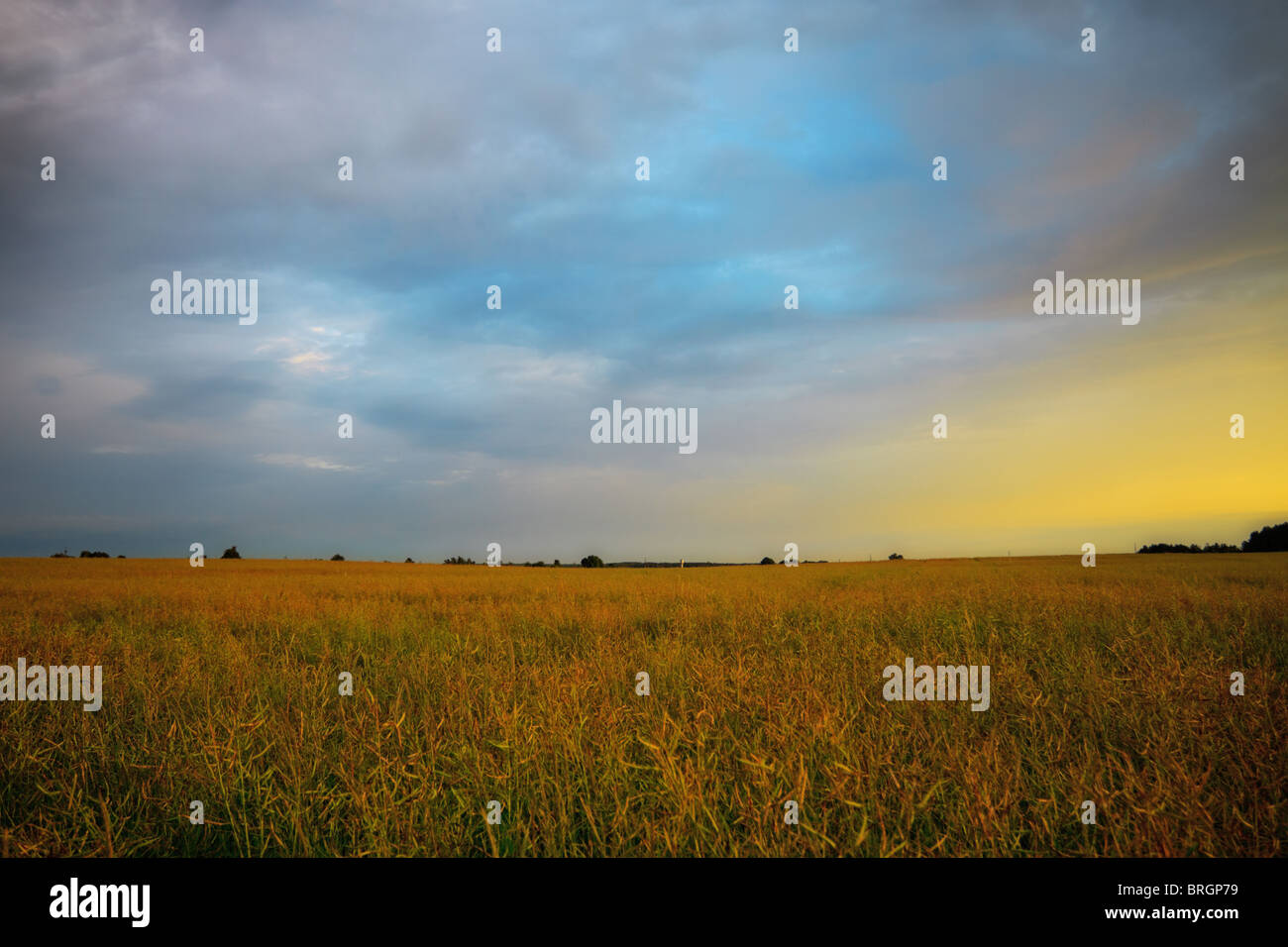 yellow field on sunset under cloudy sky Stock Photo - Alamy