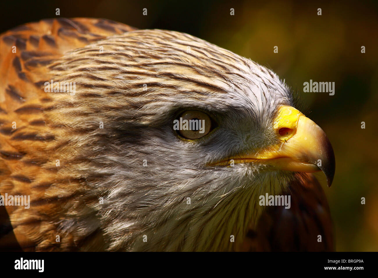 Red Kite; Milvus milvus; head-shot; portrait; close-up; bird of prey ...