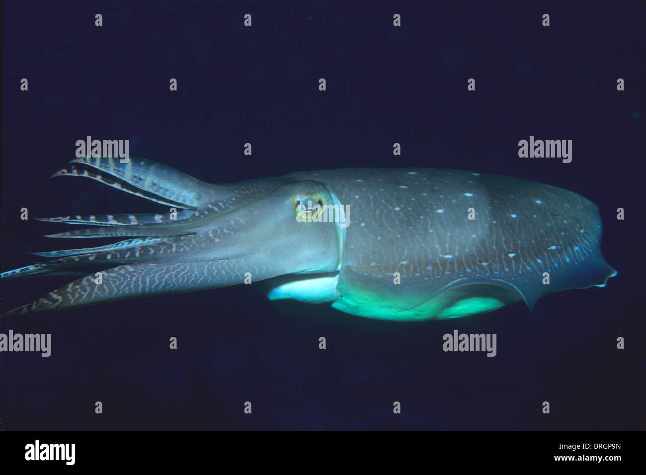 Reef cuttlefish, Sepia sp., in Palau Micronesia, Pacific Ocean Stock ...