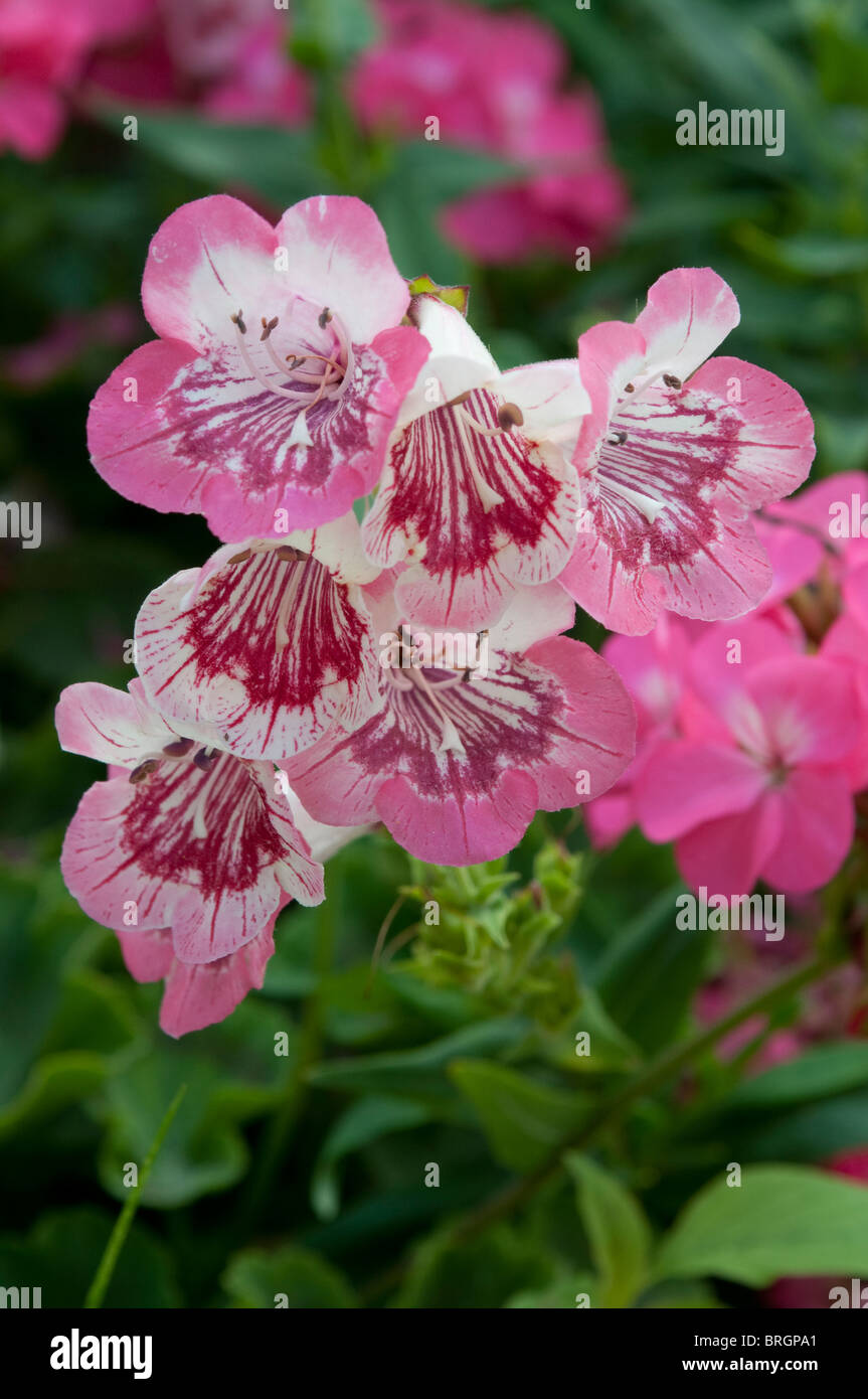 Small flower penstemon hi-res stock photography and images - Alamy