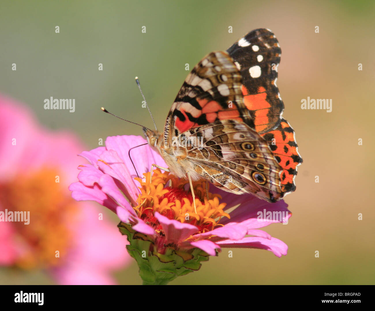 Painted lady butterfly Stock Photo - Alamy