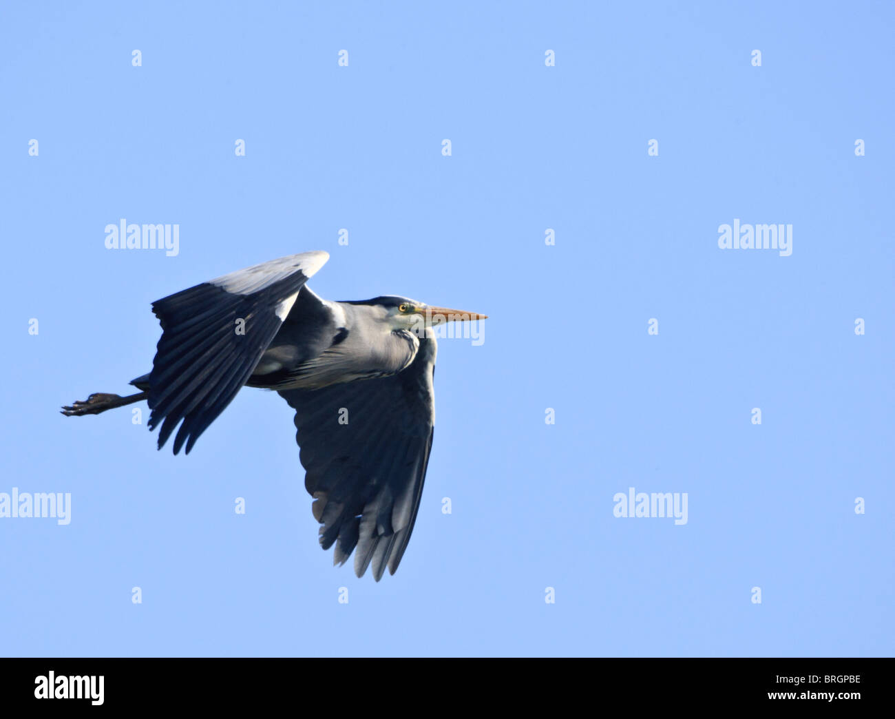 Heron in flight hi-res stock photography and images - Alamy