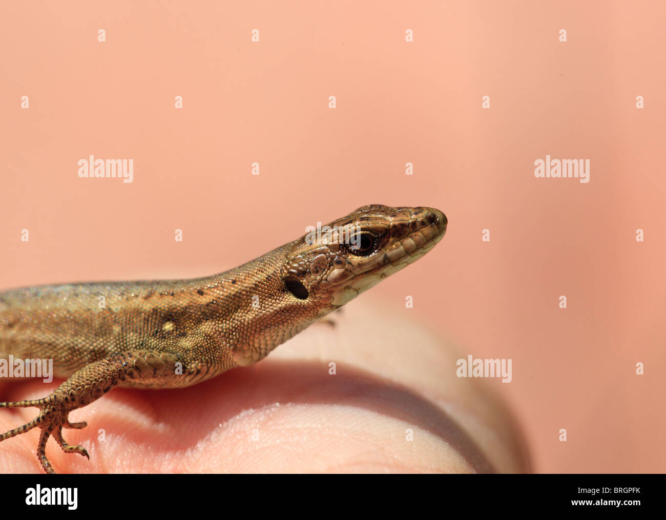 Head of Common wall lizard on human hand Stock Photo - Alamy