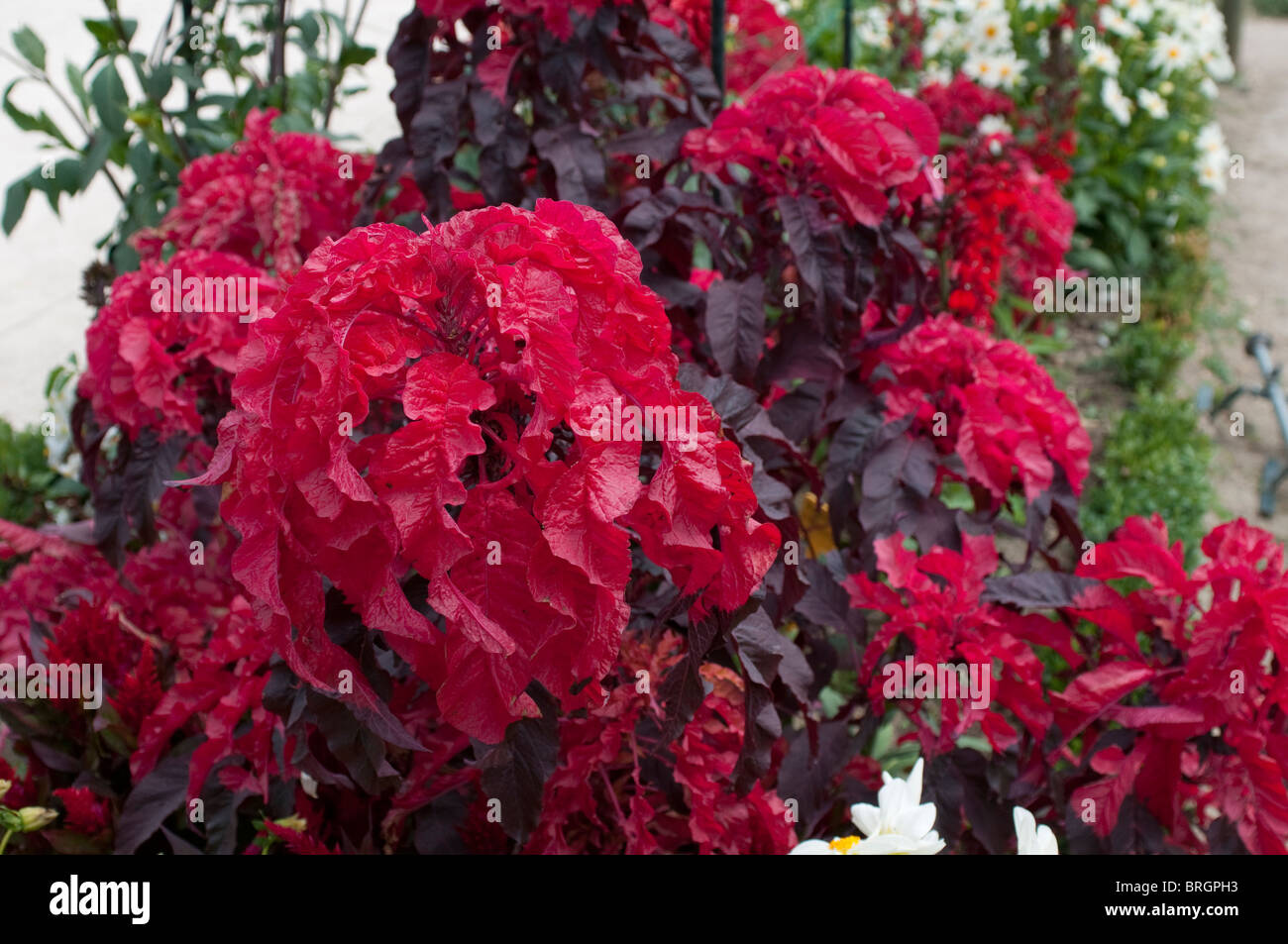 Red foliage garden plant hi-res stock photography and images - Alamy