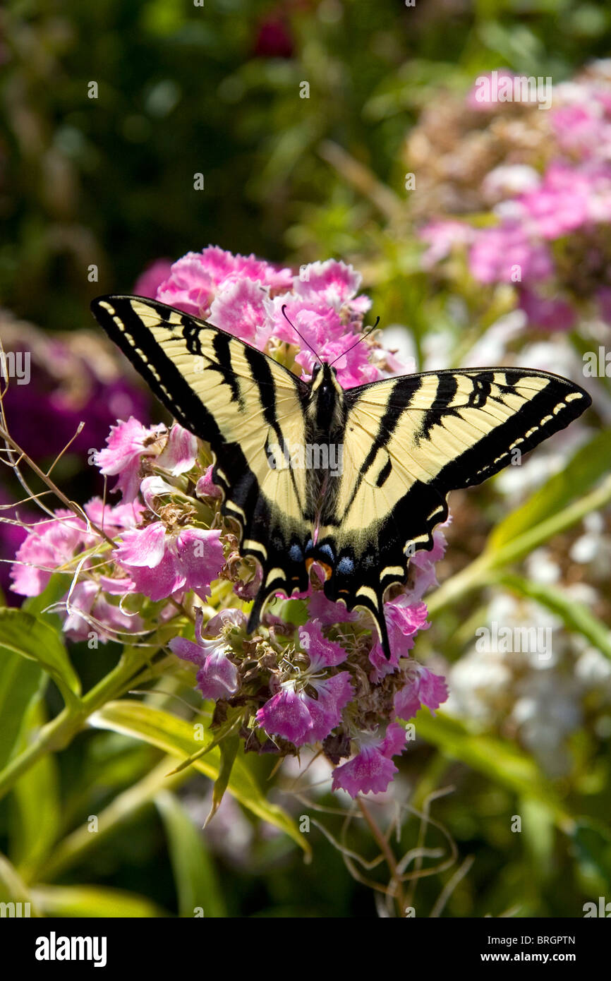 Western swallowtail butterfly hi-res stock photography and images - Alamy
