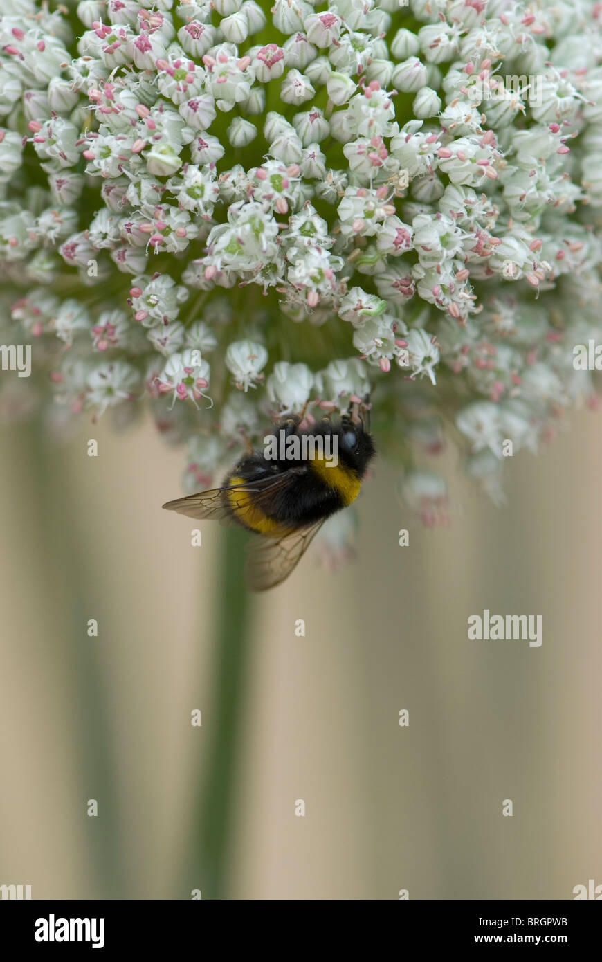 Pollenating Insects High Resolution Stock Photography and Images - Alamy
