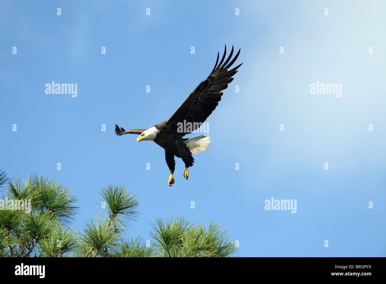a bald eagle about to land with legs outstretched Stock Photo - Alamy